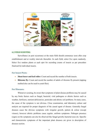 ipm_pop-turmeric.pdf TURMEIC INTEGRATED PEST MANAGMENT | PDF