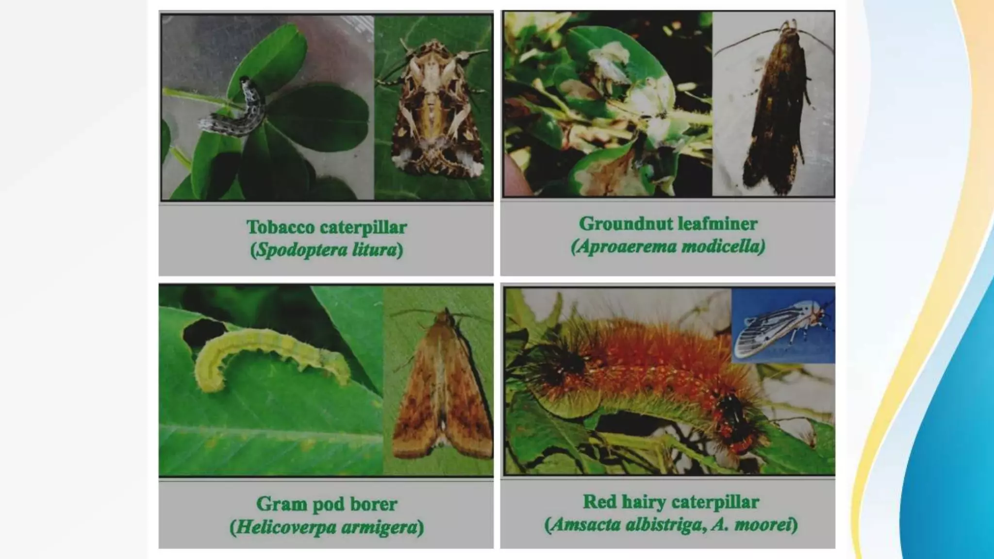 IPM for insect pests of ground nut | PPTX