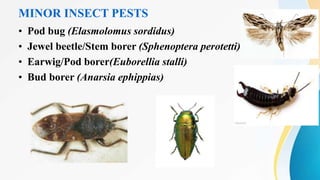 IPM for insect pests of ground nut | PPTX