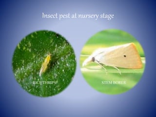 IPM in rice | PPTX