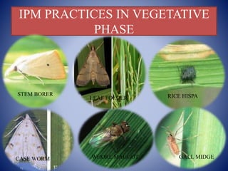 IPM in rice | PPTX