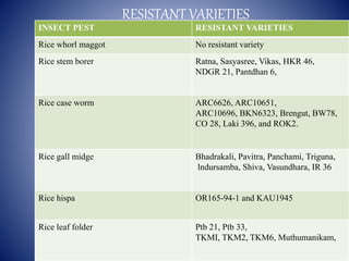 IPM in rice | PPTX
