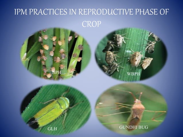 IPM in rice | PPTX