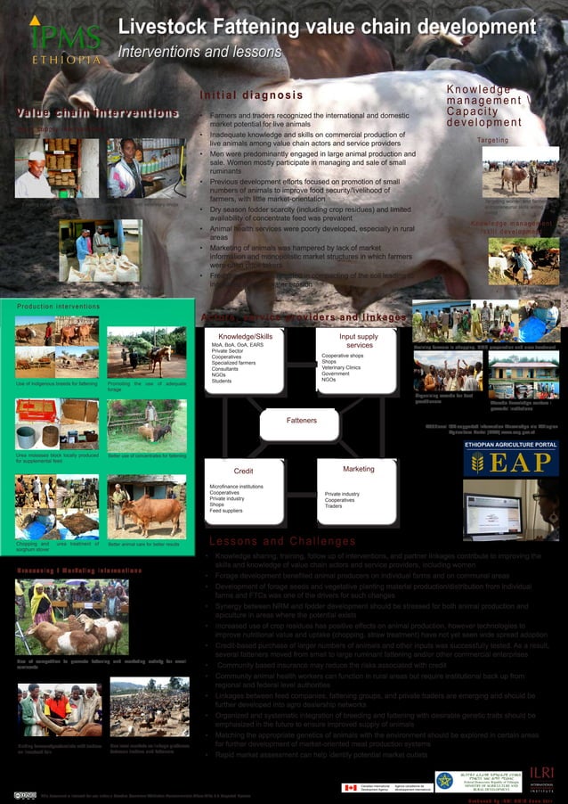 Livestock fattening value chain development: Interventions and lessons | PDF