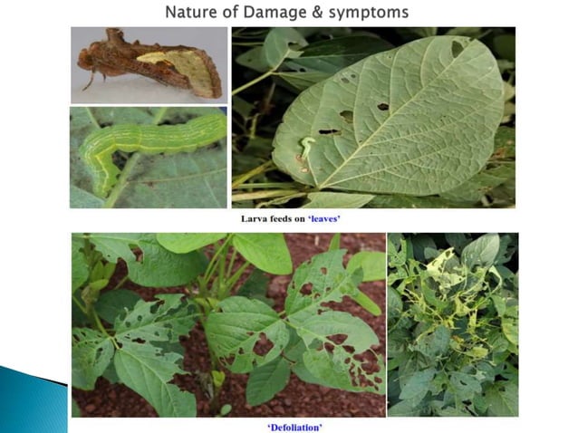 IPM & IDM - soybean-Bismoy Mohanty | PPTX