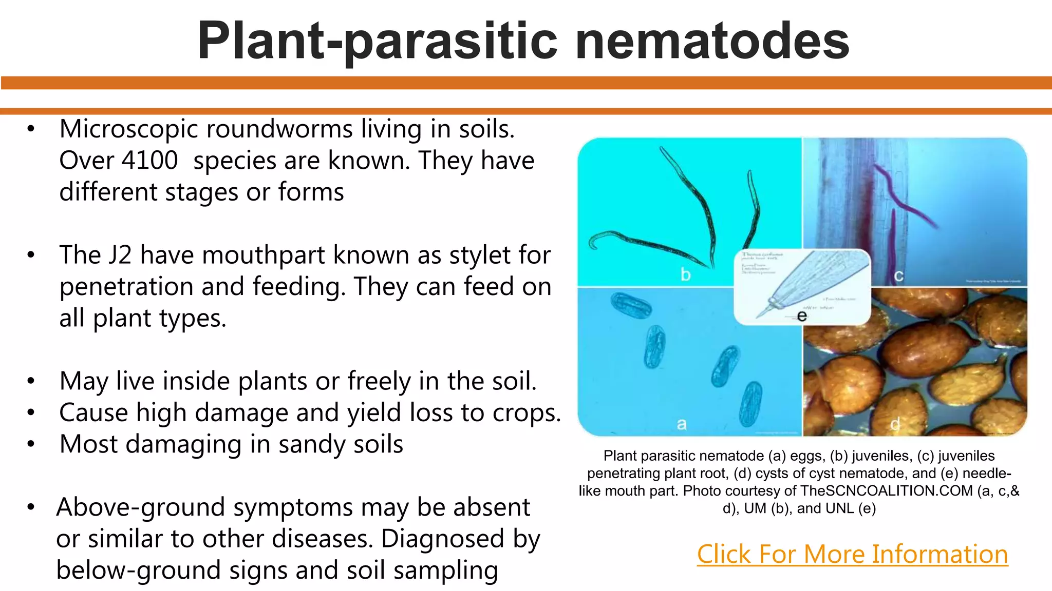 IPM strategies for plant-parasitic nematodes_R.Akinrinlola.pptx