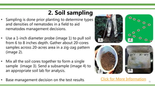 IPM strategies for plant-parasitic nematodes_R.Akinrinlola.pptx