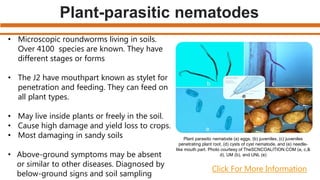 IPM strategies for plant-parasitic nematodes_R.Akinrinlola.pptx