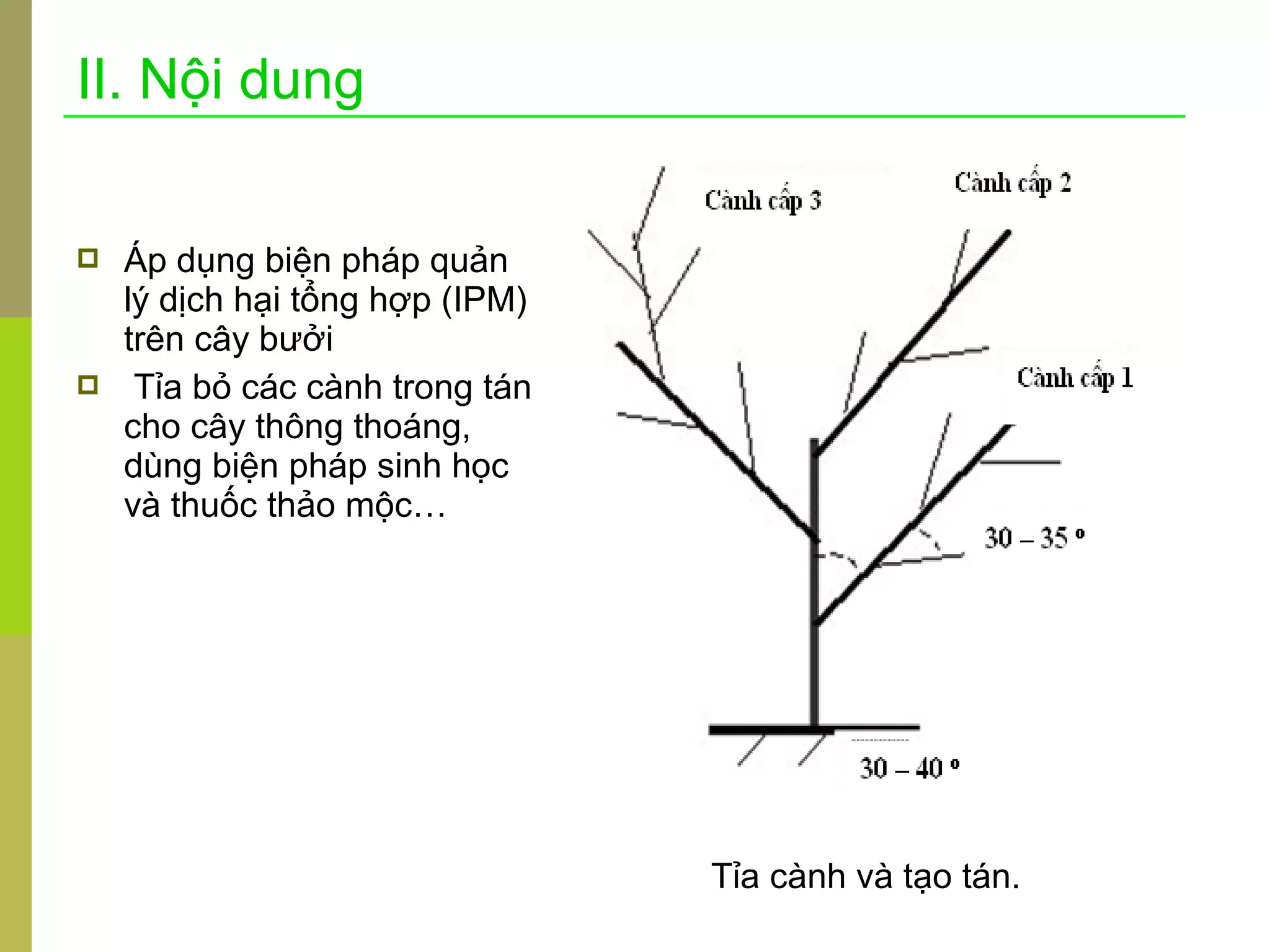 Ipm_va_gap_cay_buoi | PPT
