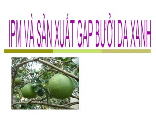 Ipm_va_gap_cay_buoi | PPT