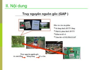 Ipm_va_gap_cay_buoi | PPT