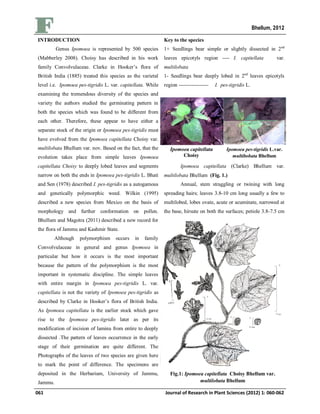 Ipomoea capitellata var. multilobata (Convolvulaceae) – A new variety ...