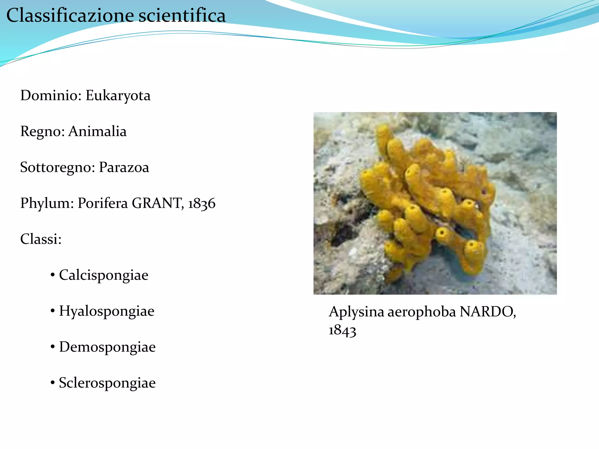I poriferi | PPTX