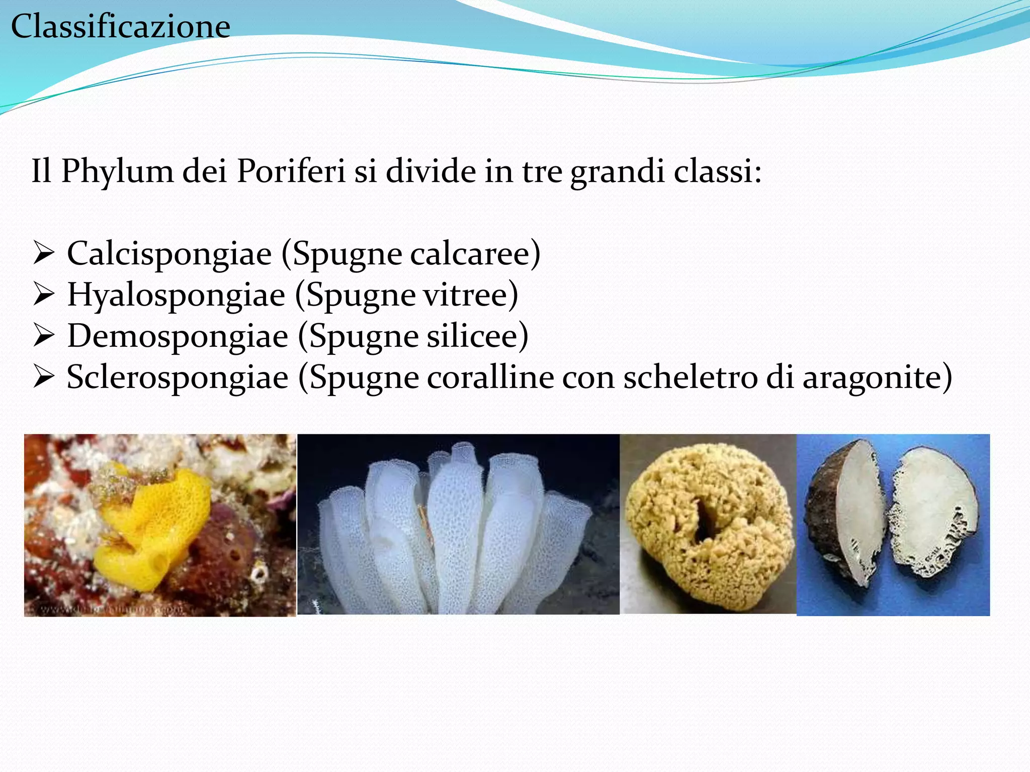 I poriferi | PPTX