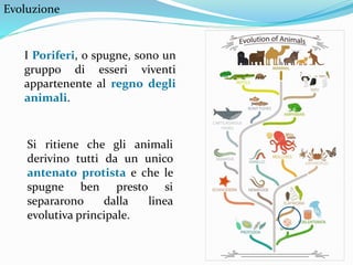 I poriferi | PPTX | Reproductive Health | Diseases and Conditions