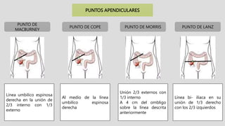 IPPA ABDOMEN 2.pptx
