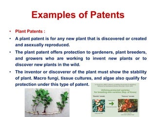 Plant Patent Example