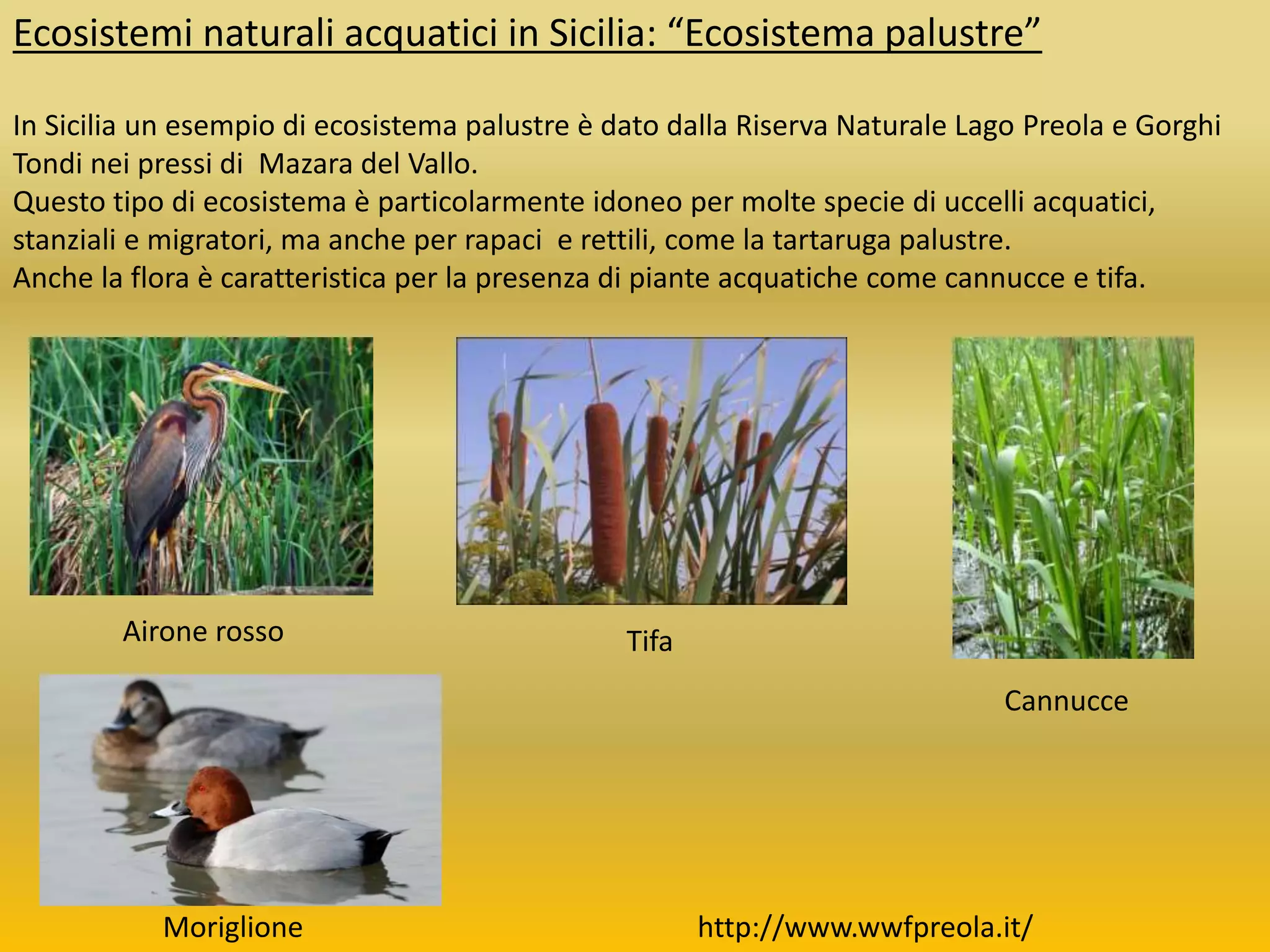I principali ecosistemi della sicilia | PPTX