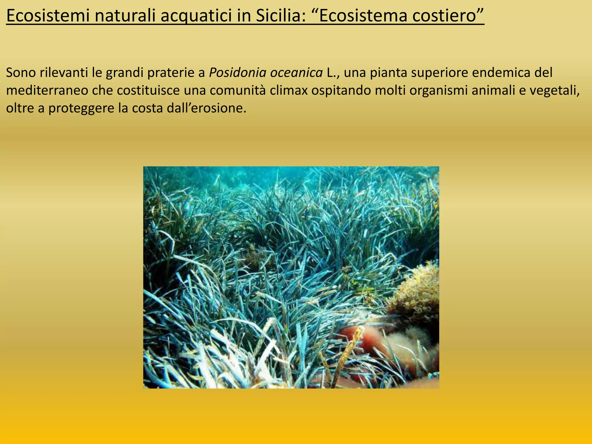 I principali ecosistemi della sicilia | PPTX