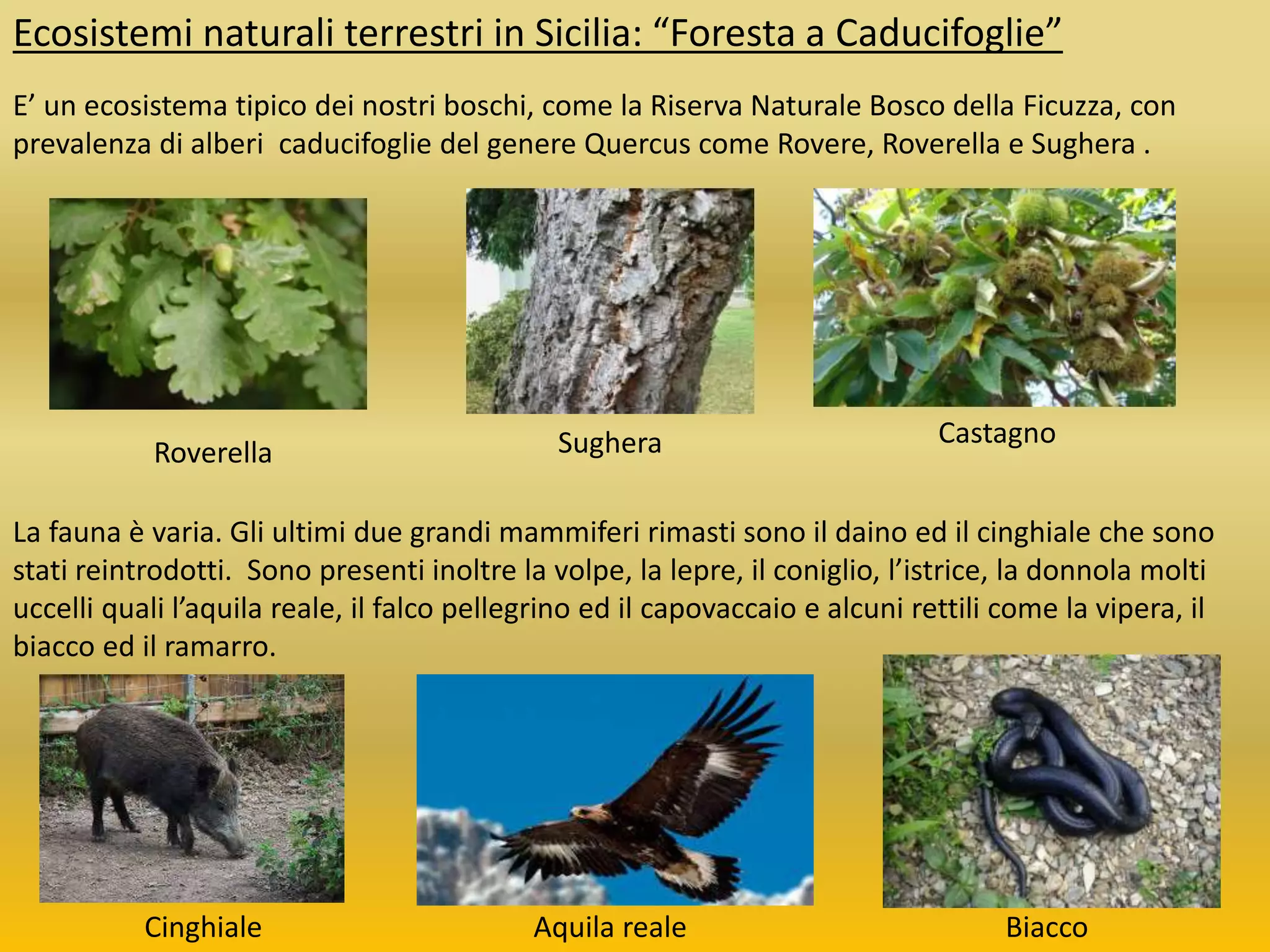 I principali ecosistemi della sicilia | PPTX