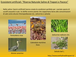 I principali ecosistemi della sicilia | PPTX