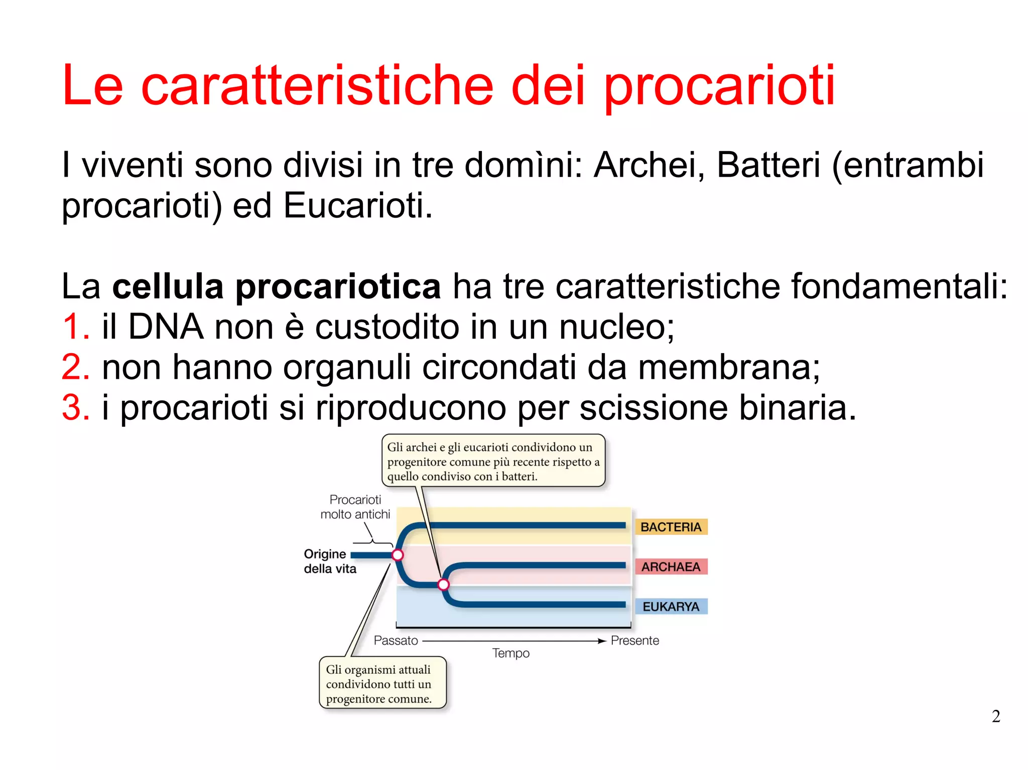 I procarioti | PPT | Biological Sciences | Science