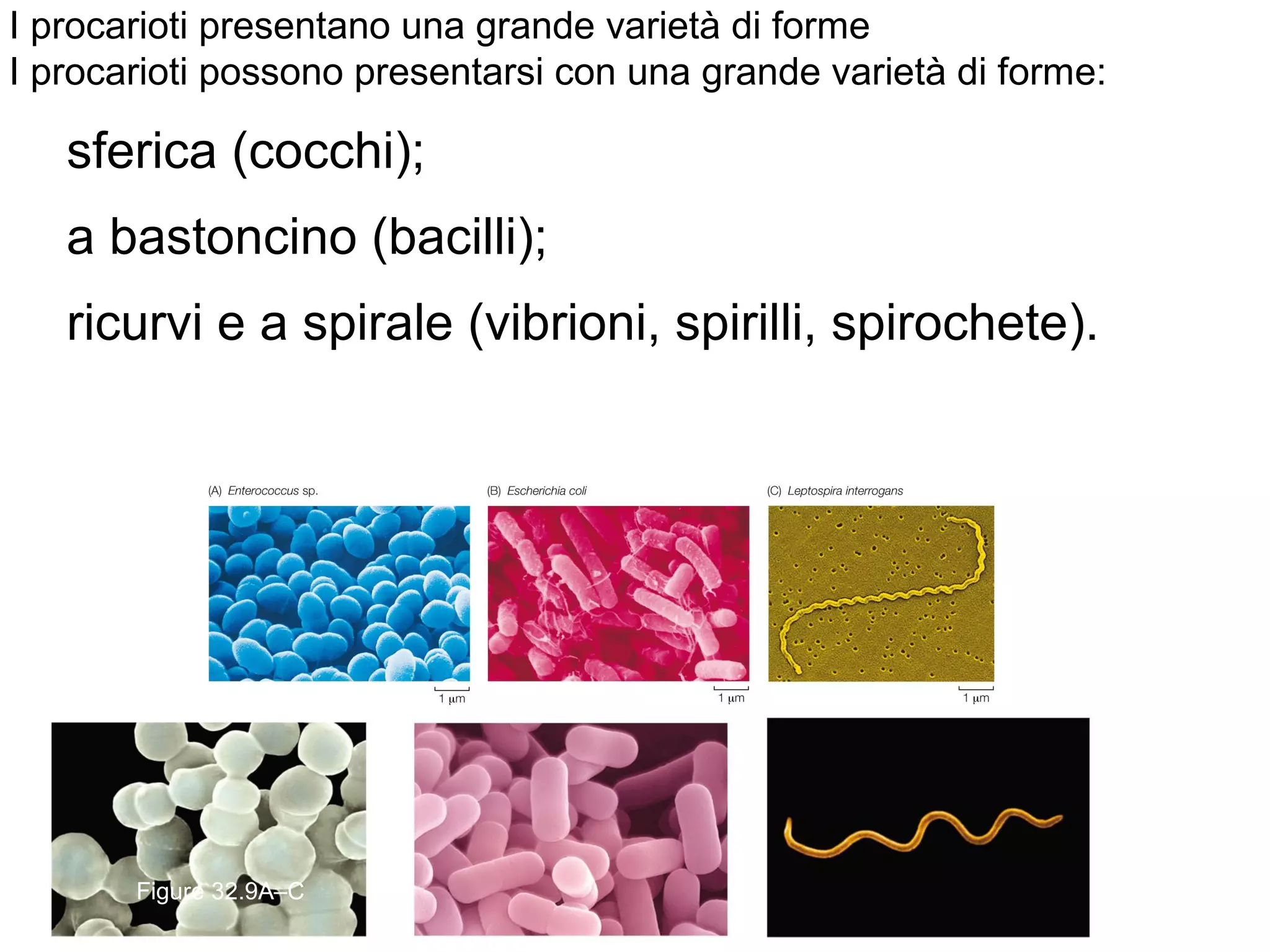 I procarioti | PPT | Biological Sciences | Science
