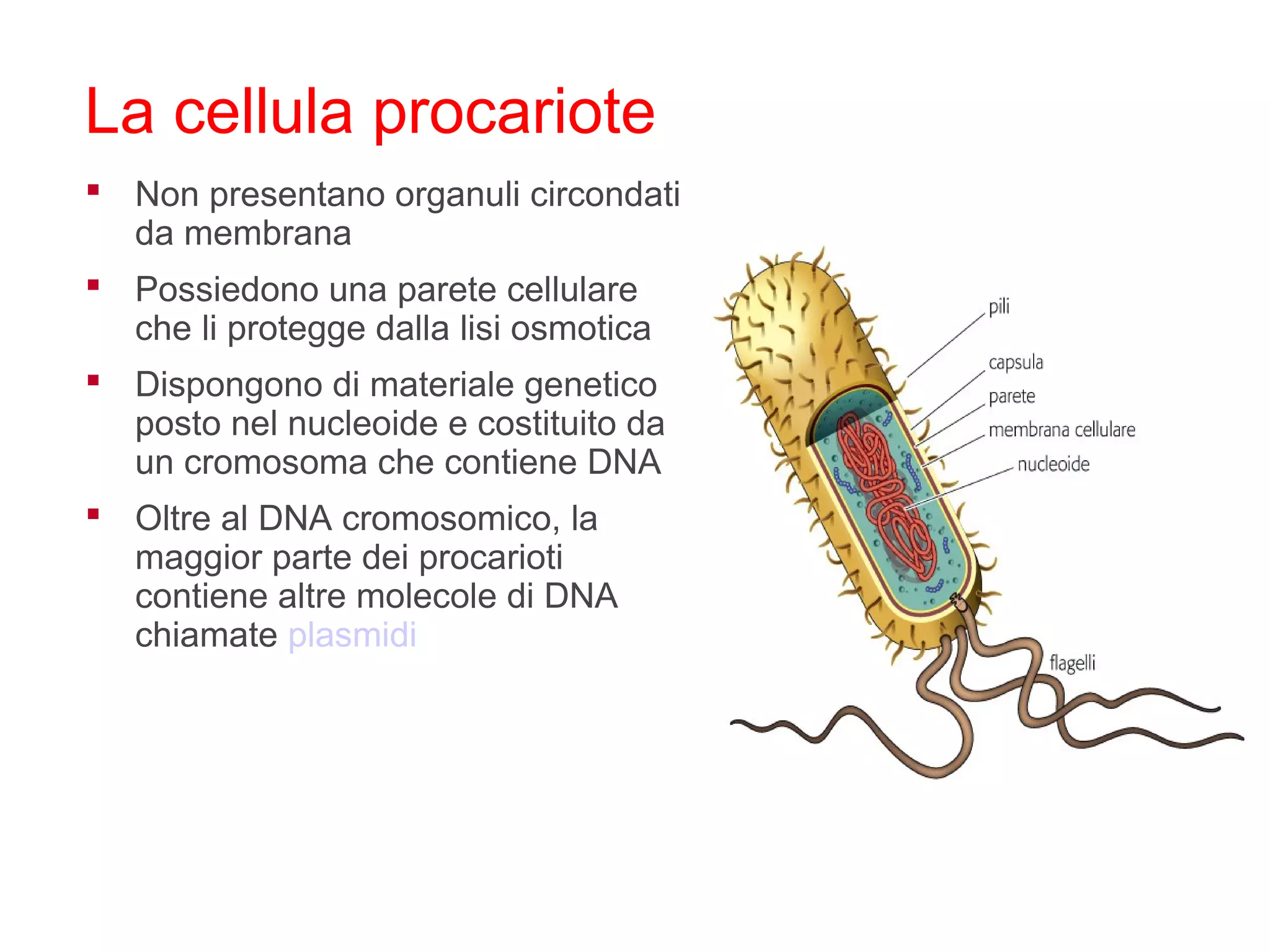 I procarioti | PPT | Biological Sciences | Science