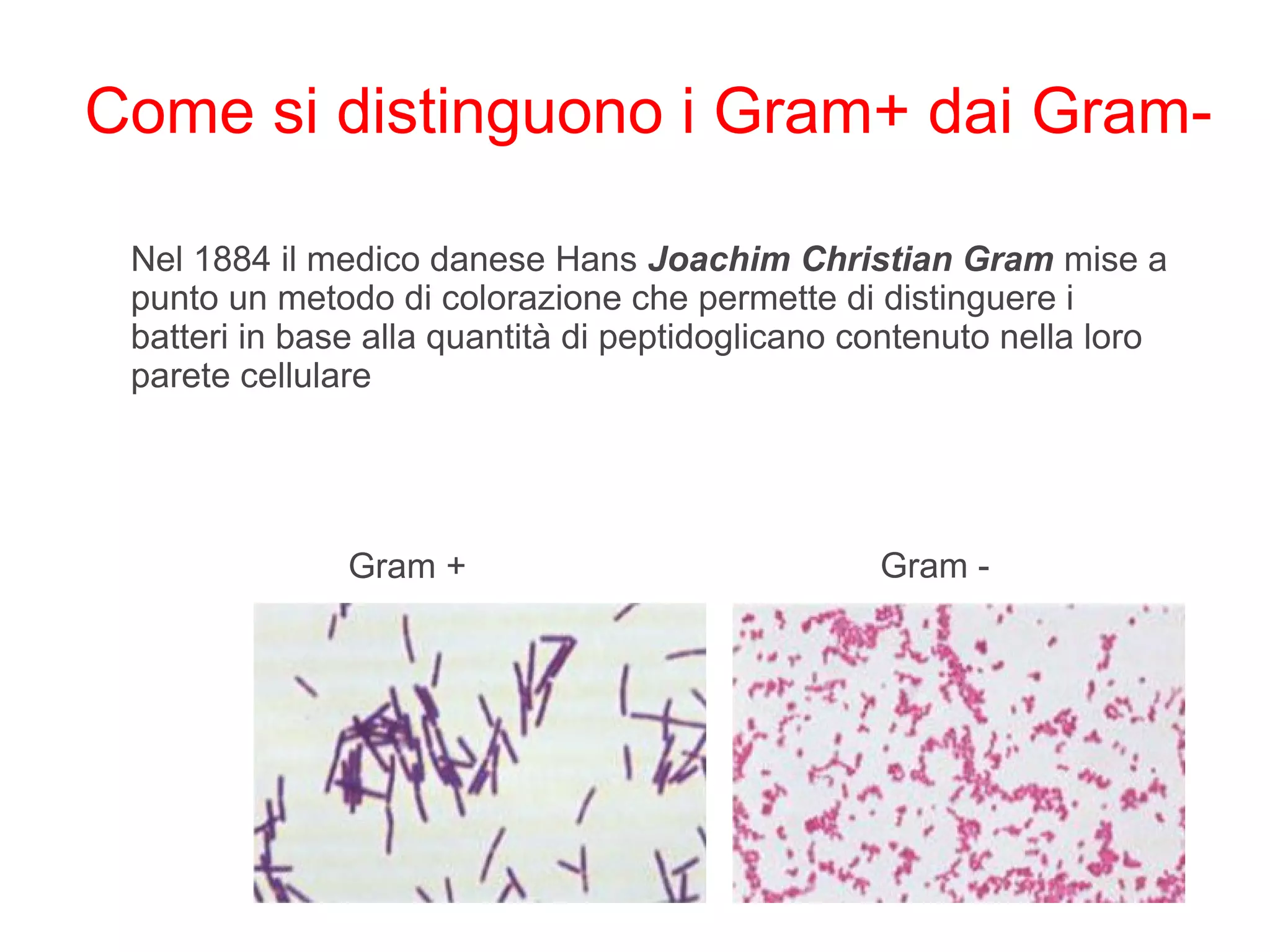 I procarioti | PPT | Biological Sciences | Science