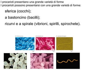 I procarioti | PPT