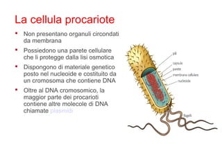I procarioti | PPT