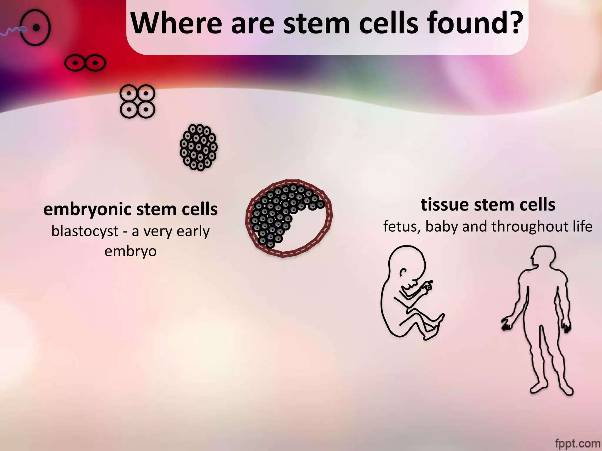 Induced Pluripotent Stem Cells, iPSCs | PPTX