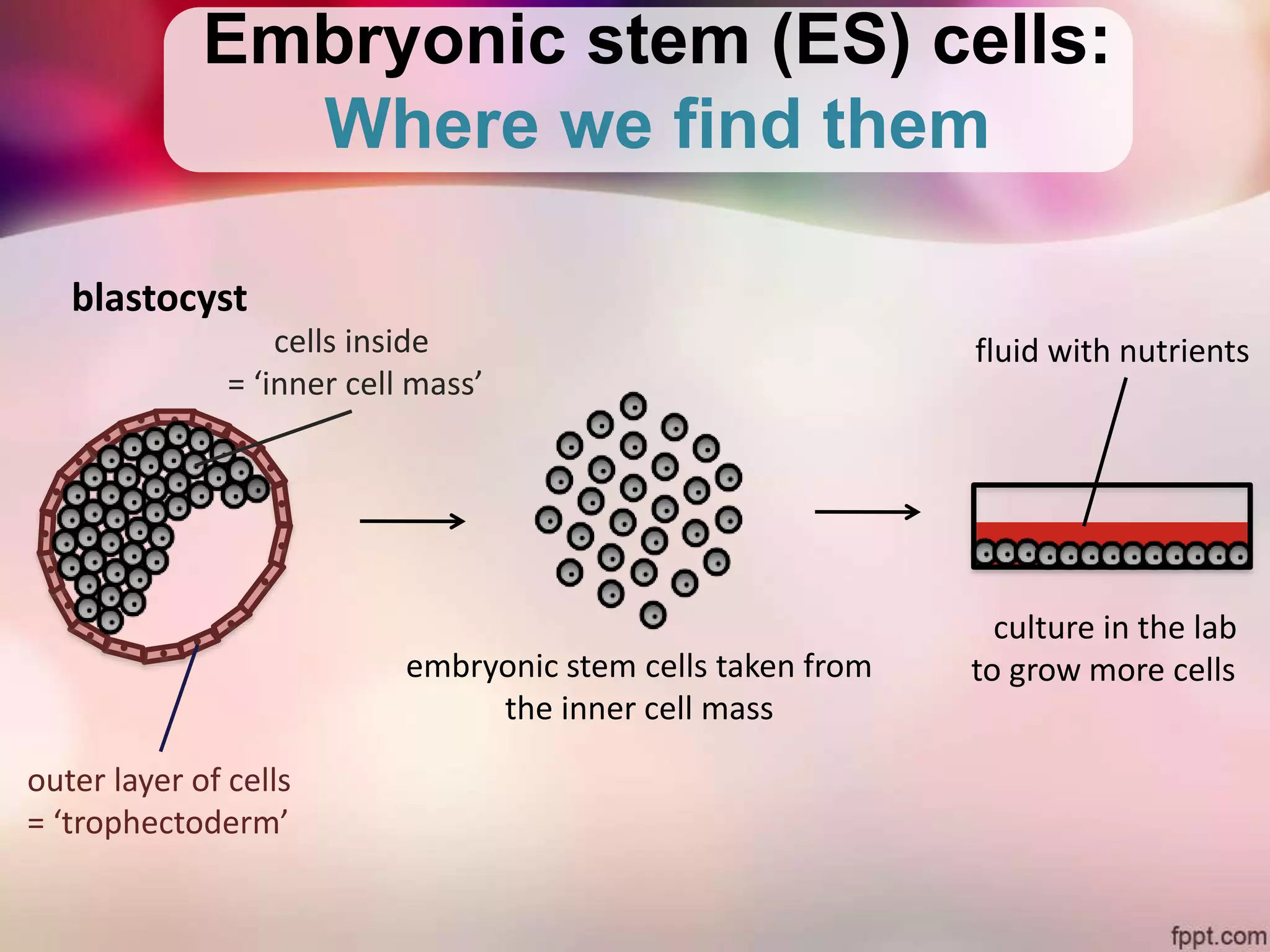 Induced Pluripotent Stem Cells, iPSCs | PPTX