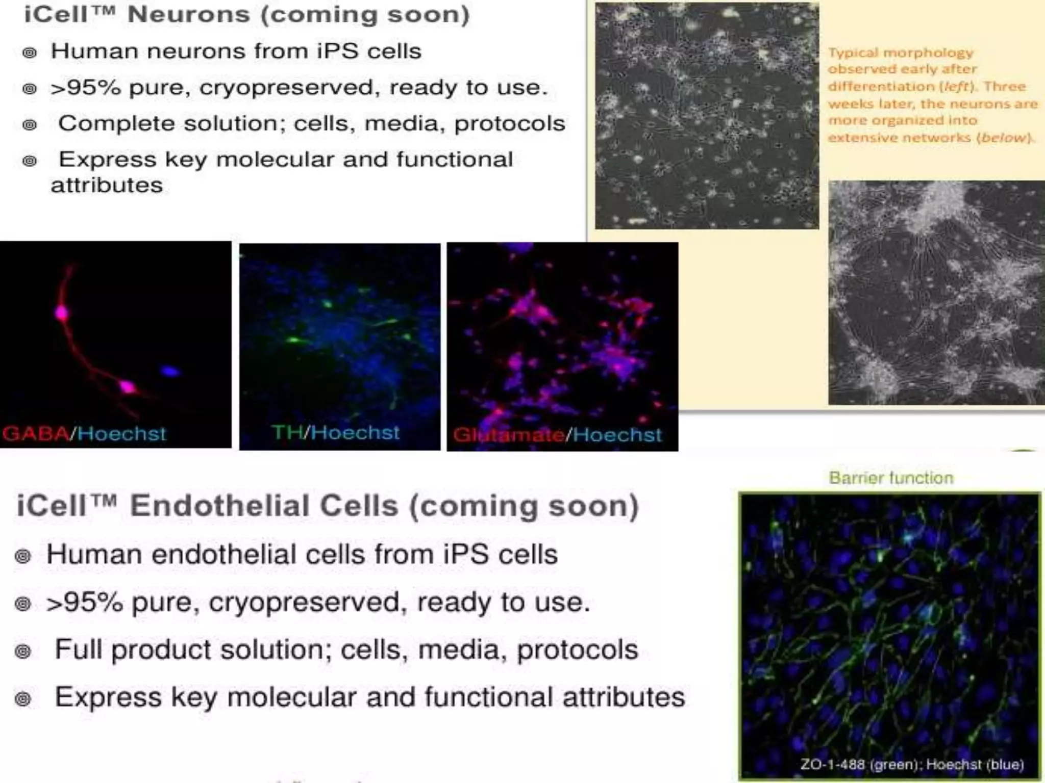 Induced Pluripotent Stem Cells, iPSCs | PPTX
