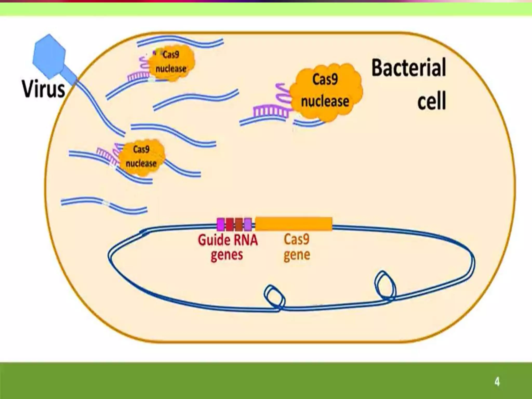Induced Pluripotent Stem Cells, iPSCs | PPTX