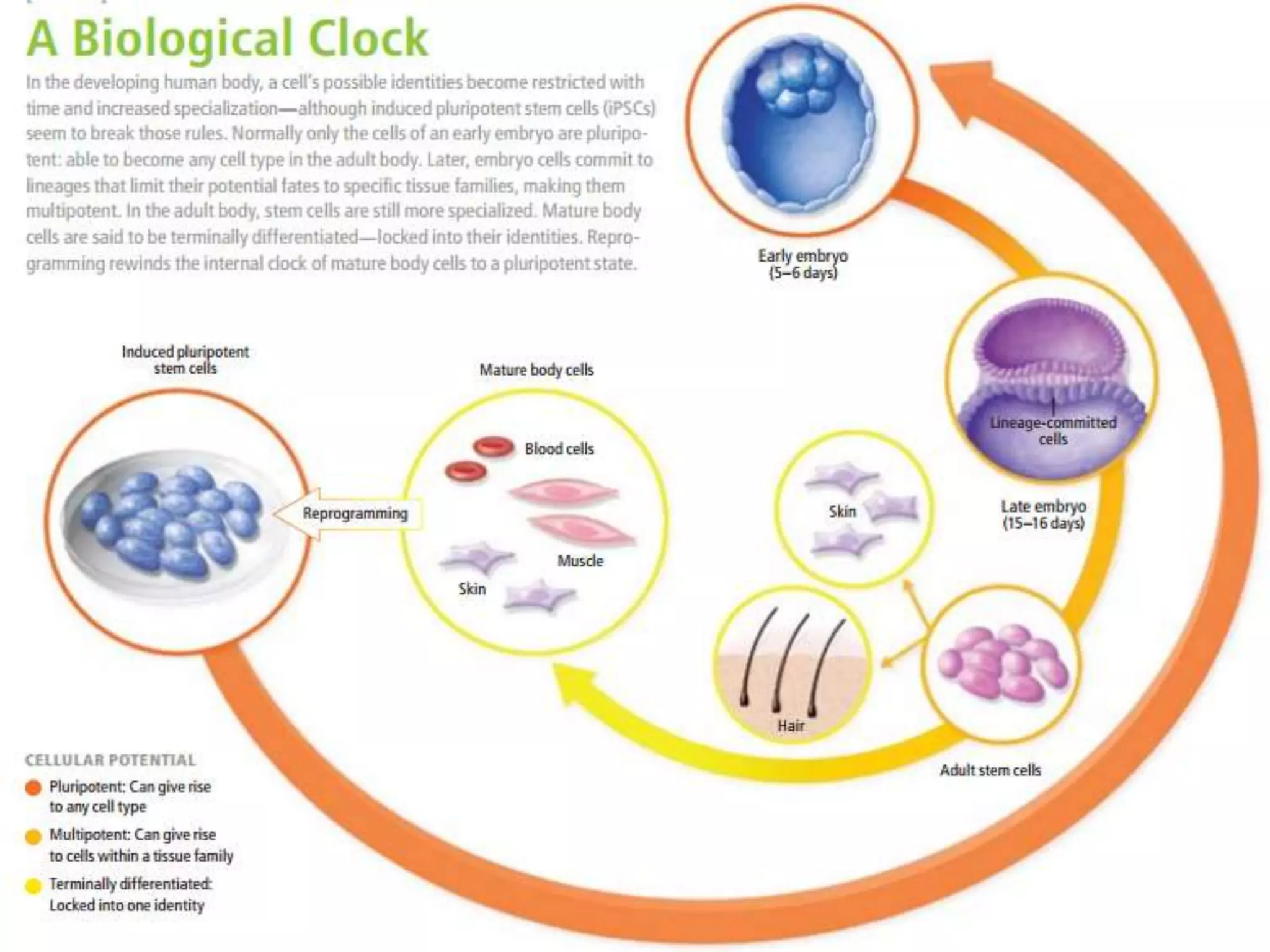 Induced Pluripotent Stem Cells, iPSCs | PPTX