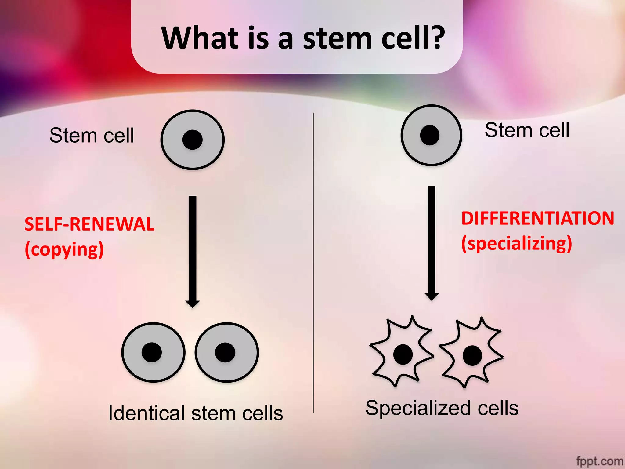 Induced Pluripotent Stem Cells, iPSCs | PPTX