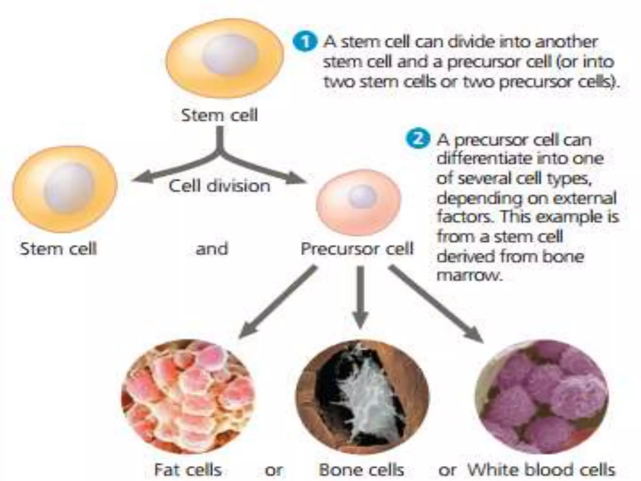 Induced Pluripotent Stem Cells, iPSCs | PPTX