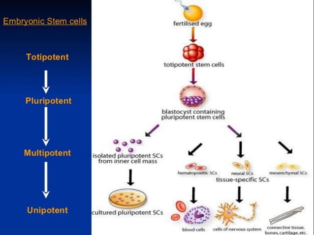 Induced Pluripotent Stem Cells, iPSCs | PPTX