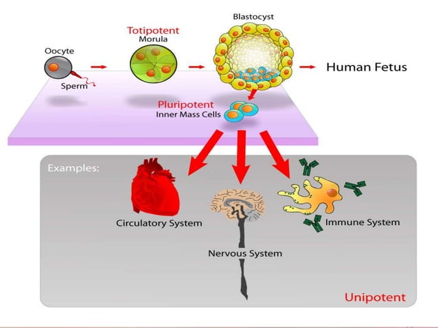 Induced Pluripotent Stem Cells, iPSCs | PPTX