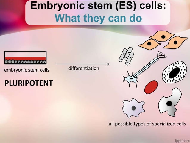 Induced Pluripotent Stem Cells, iPSCs | PPTX