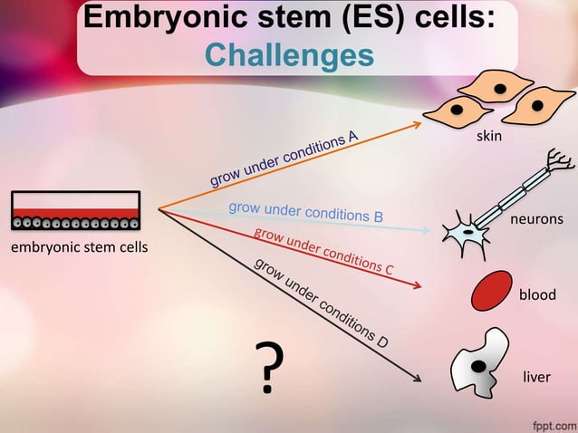 Induced Pluripotent Stem Cells, iPSCs | PPTX