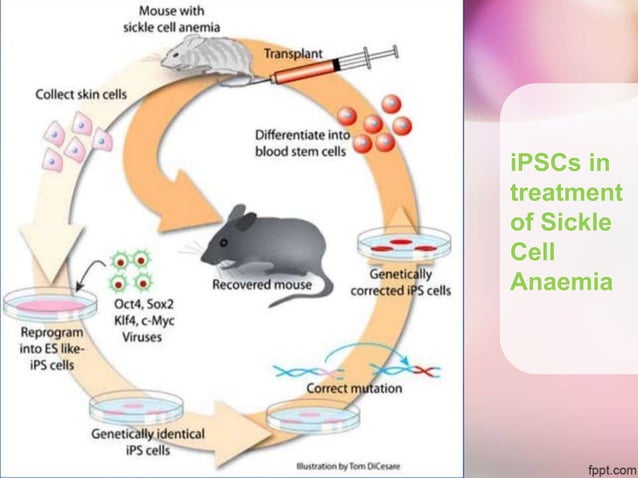 Induced Pluripotent Stem Cells, iPSCs | PPTX
