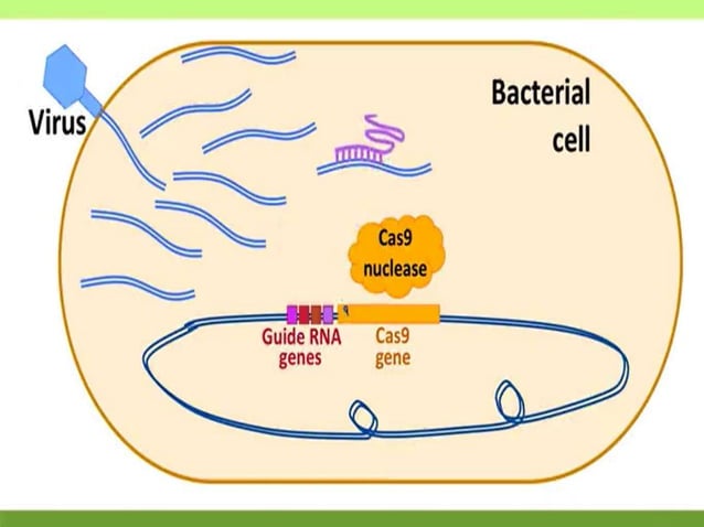 Induced Pluripotent Stem Cells, iPSCs | PPTX