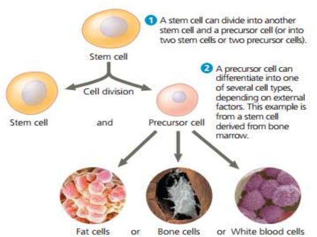 Induced Pluripotent Stem Cells, iPSCs | PPTX