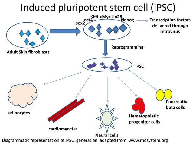 INDUCED PLURIPOTENT STEM CELL AND GENOME ENGINEERING | PPTX