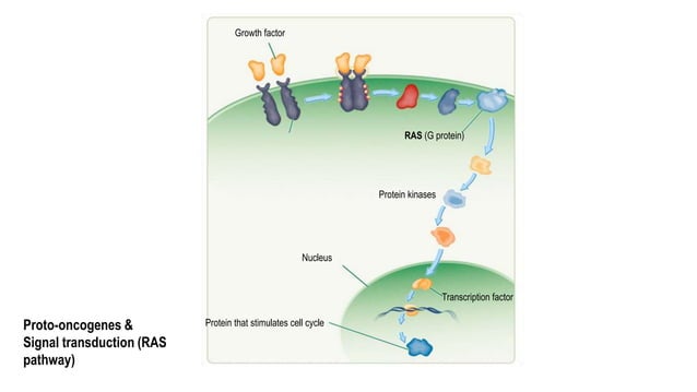 Induced Pluripotent Stem Cells (iPSCs) | PPTX | Cancer | Diseases and ...