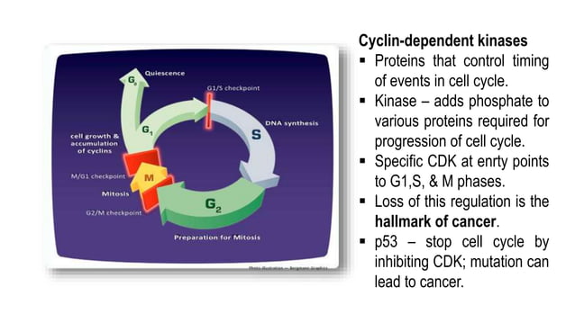 Induced Pluripotent Stem Cells (iPSCs) | PPTX | Cancer | Diseases and Conditions