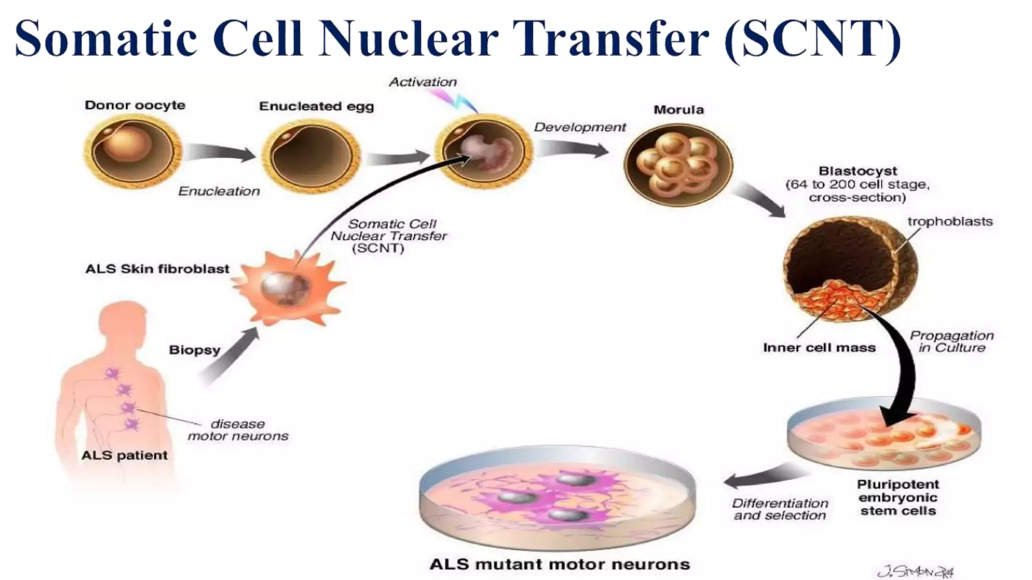 Stem Cells iPSCs | PPTX