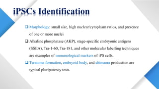 Stem Cells iPSCs | PPTX